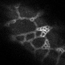 Carnegie Cell Imaging